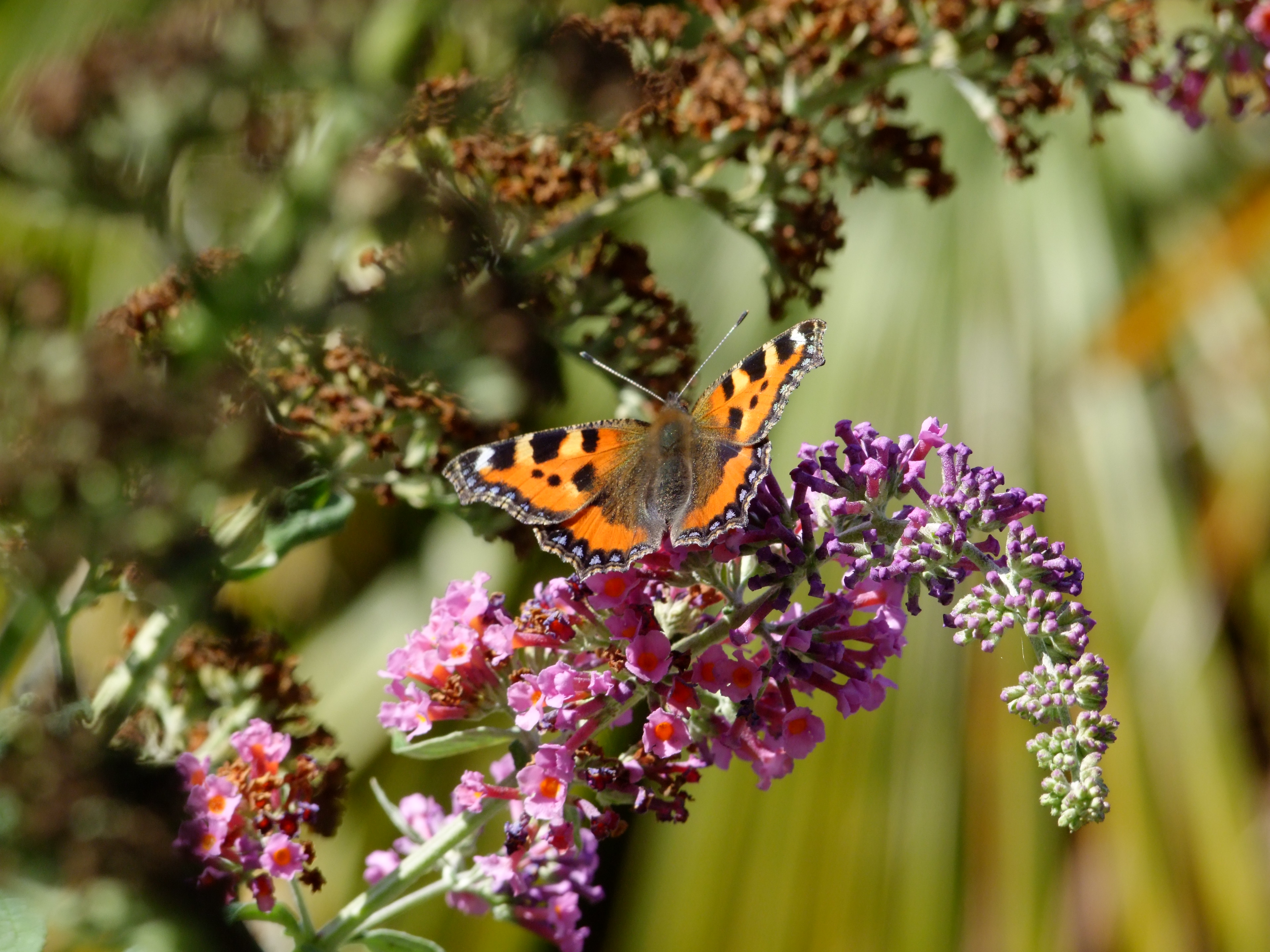 Un jardin de papillons - Pépinières de Port de Carhaix