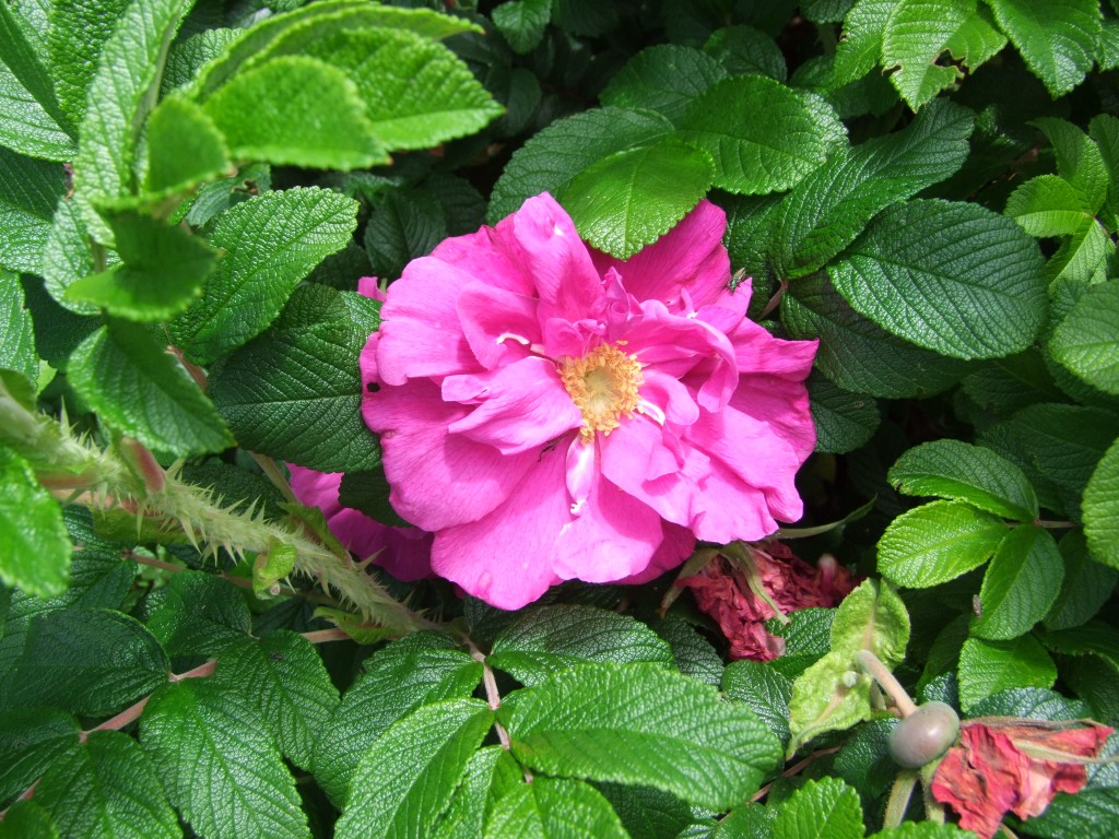 Les rosiers du Japon - Pépinières de Port de Carhaix
