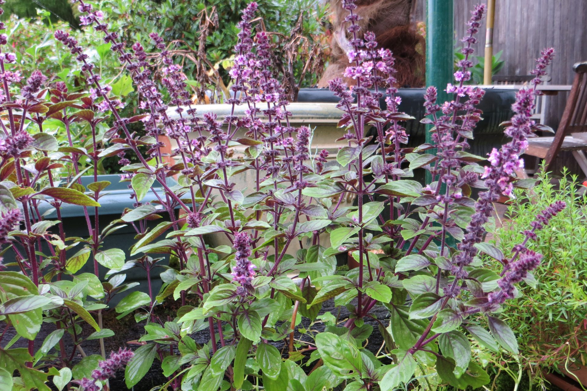 Une belle potée de basilic pourpre Magic Blue - Pépinières de Port de ...