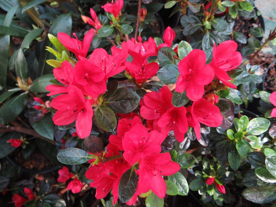 Rouge baiser l’azalée Ward’s Ruby - Pépinières de Port de Carhaix
